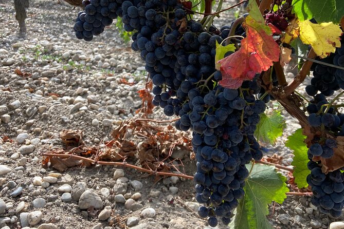 Saint Emilion Castle and Village Wine Tour - The Sum Up