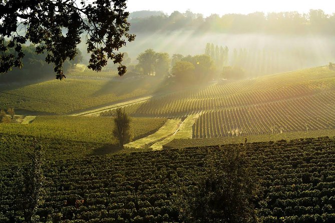 Saint-Emilion Grand Cru Classé: Visit & Tasting in English - Renowned Château and Appellation