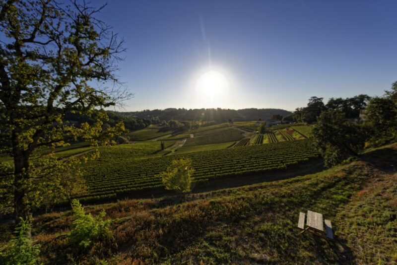 Saint-Émilion: Grand Cru Classé Winery Visit and Tasting - The Tasting Experience