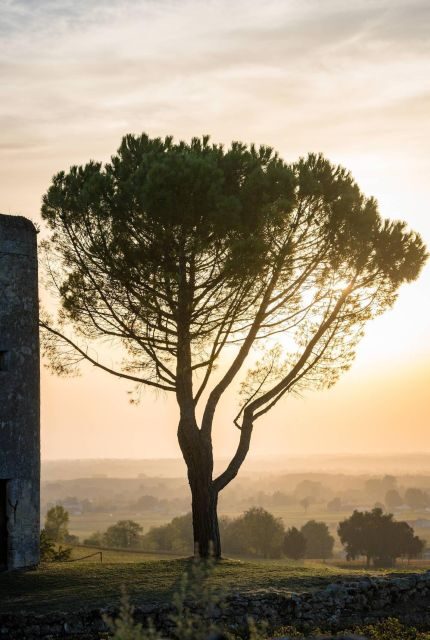 Saint Emilion Half Day Ebike and Wine Tour with Picnic - Final Thoughts