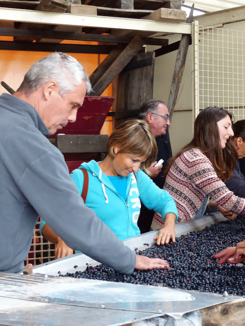 Saint-Emilion: Tasting of 4 Wines in a Family Vineyard - The Saint Emilion Appellation