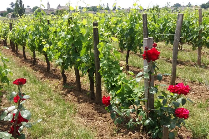 Saint Emilion Wine Tour Tasting Half Day From Bordeaux - Traveler Reviews