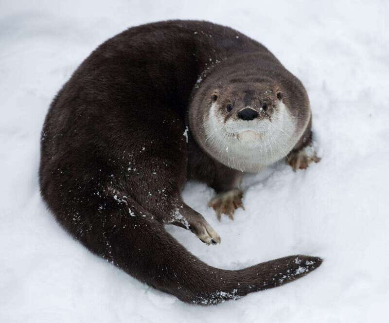 Saint Felicien: Admission to Zoo Sauvage - An In-Depth Look at Saint-Félicien Zoo Sauvage