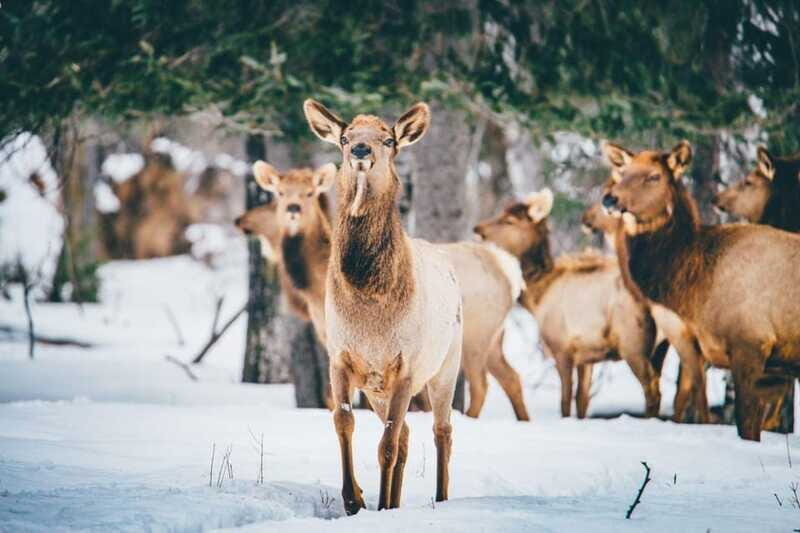 Saint Felicien: Admission to Zoo Sauvage - FAQ