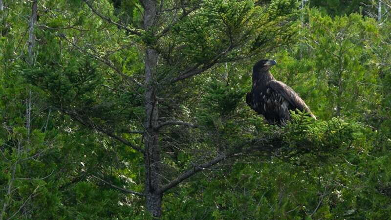Saint John River: River Relics Kayak Tour - In-Depth Breakdown of the Itinerary