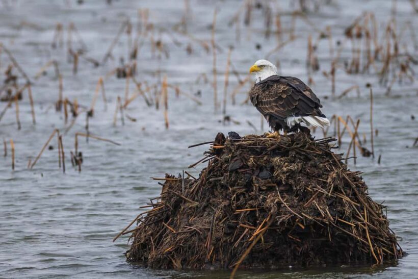 Saint Joseph: Missouri Eagle Waterfowl Photography Tour - Key Points