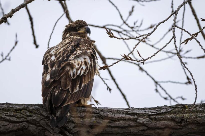 Saint Joseph: Missouri Eagle Waterfowl Photography Tour - A Closer Look at the Missouri Eagle Waterfowl Photography Tour