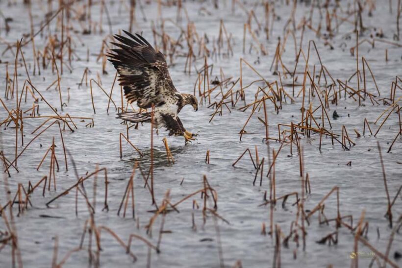 Saint Joseph: Missouri Eagle Waterfowl Photography Tour - Final Thoughts: Is It Worth It?