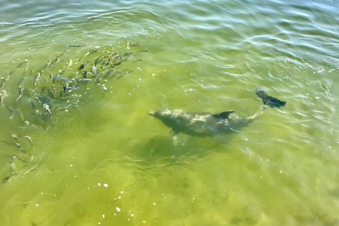 Saint Petersburg Eco Segway Tour - Exploring the Seawall and Palm Arboretum