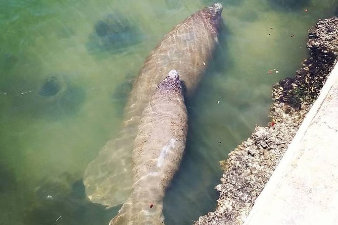 Saint Petersburg Historic Segway Tour - Meeting and Departure Details