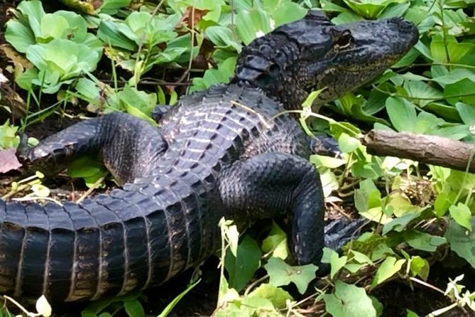Saint Petersburg Preserve Bike Tour - The Value of the Experience