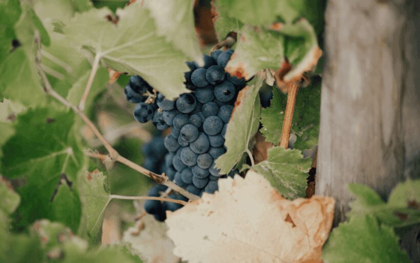 Saint-Tropez: Small Group Wine Tour - FAQ