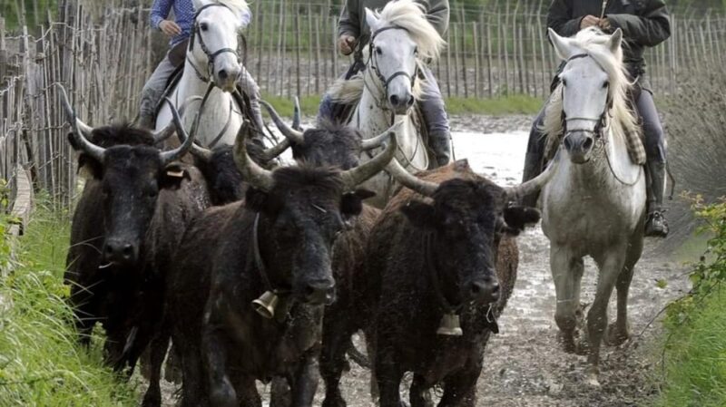 Saintes-Maries de la mer: At the heart of Camargue history - Who Will Love This Tour?