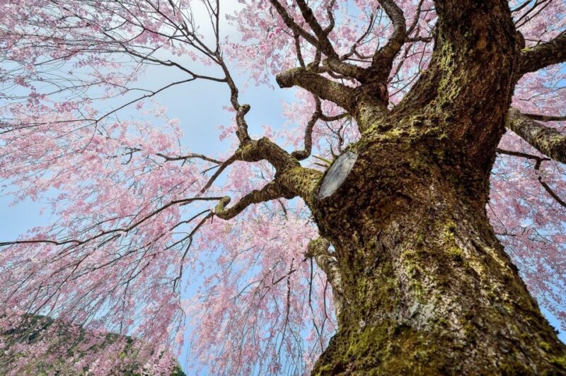 Sakura in Tokyo: Cherry Blossom Experience - Discovering the Koishikawa Botanical Garden