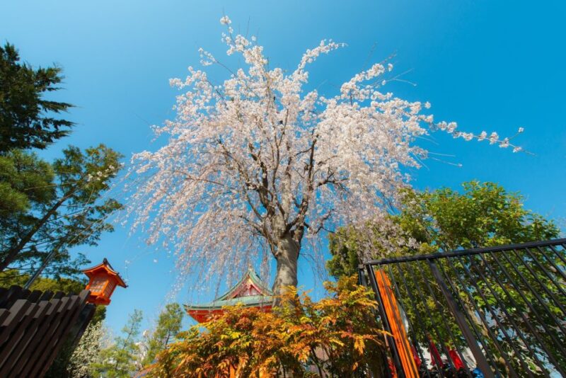 Sakura in Tokyo: Cherry Blossom Experience - Frequently Asked Questions
