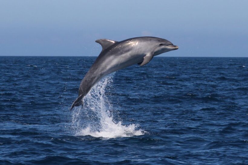 Salema: Dolphin Watching - An Honest Look at Dolphin Watching in Algarve
