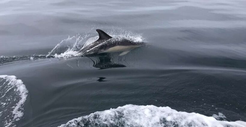 Salema: Dolphin Watching - The Practicalities