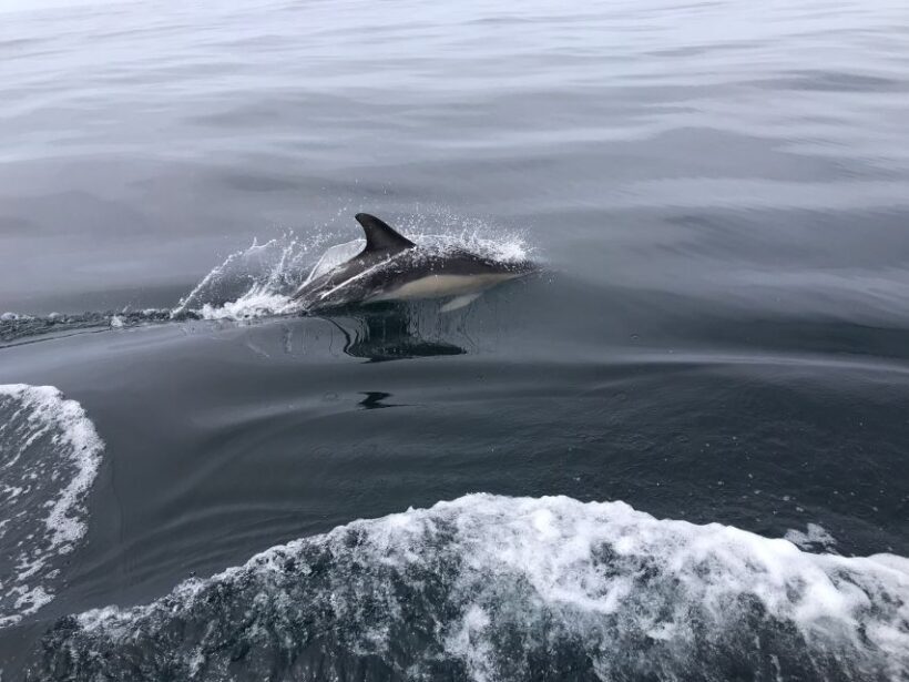 Salema: Dolphin Watching - Why This Tour Is a Great Choice