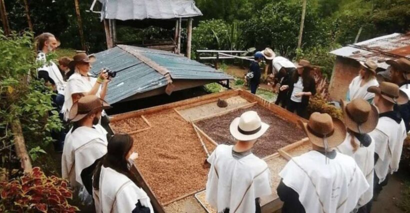 Salento and Cócora Tour + Coffee Farm from Pereira/Armenia - Who Is This Tour Best For?