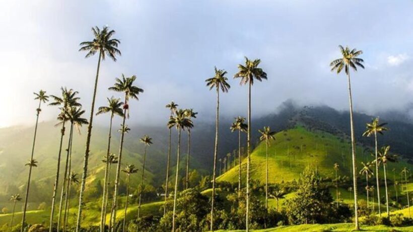 Salento and Cocora Valley Full Plan from Pereira or Armenia - FAQ