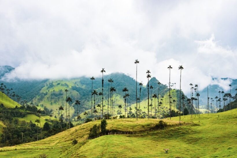 Salento, Cocora and Filandia Tour from Pereira or Armenia - Introduction: An Authentic Colombian Experience in Just Six Hours