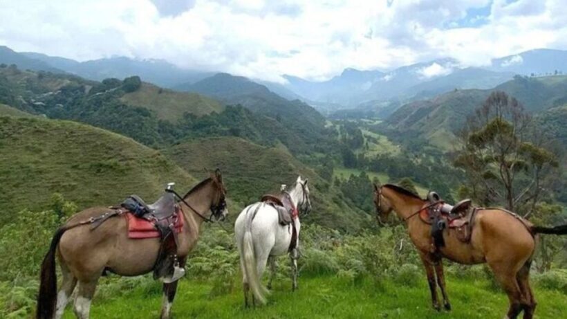 Salento, Cócora + Horseback Riding from Pereira or Armenia - FAQ