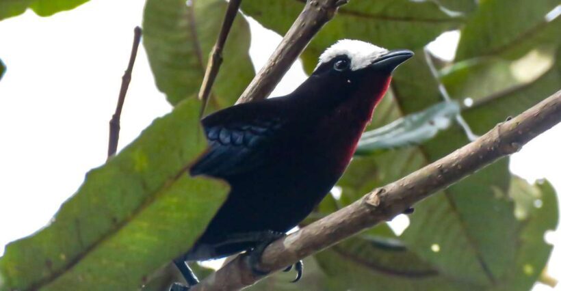 Salento: hike to learn about Birds - Key Points