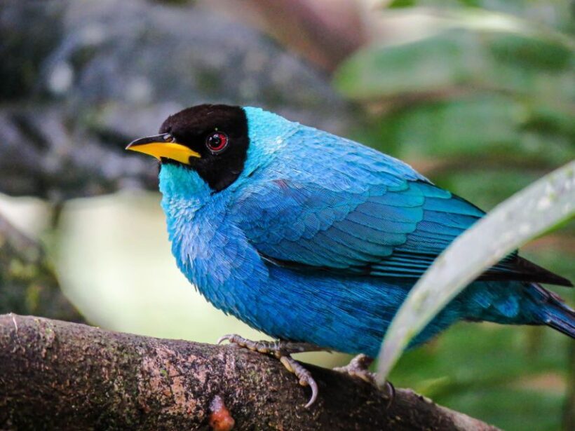 Salento: hike to learn about Birds - Frequently Asked Questions