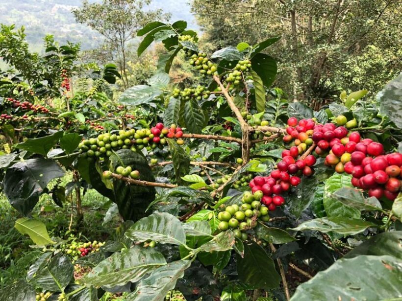 Salento: Private Cocora Valley, Salento & Coffee Farm Tour - Key Points