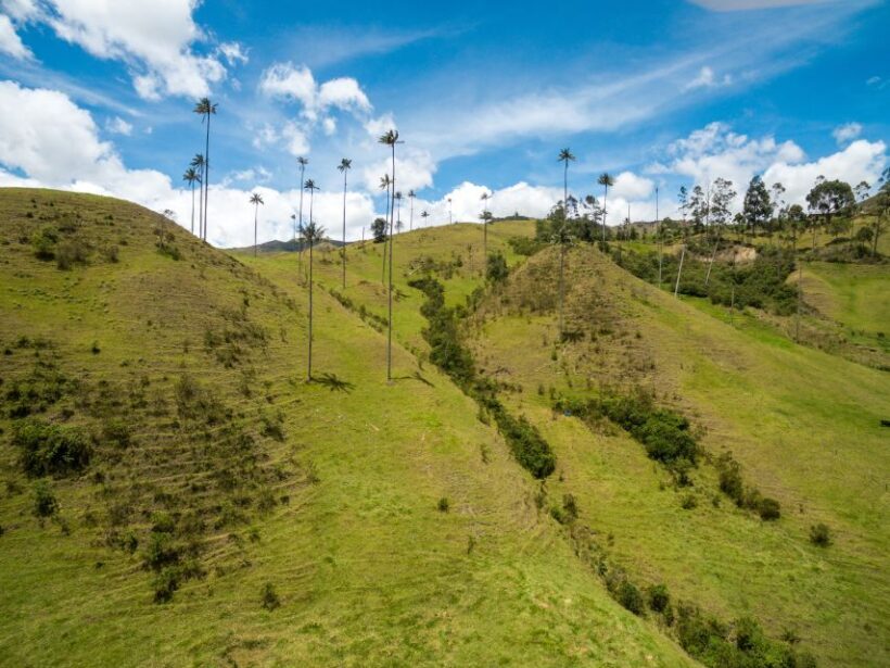 Salento: Private Cocora Valley, Salento & Coffee Farm Tour - FAQ