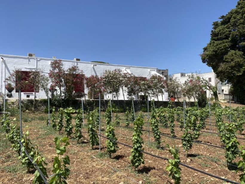 Salento: Winery Tour and Tasting - Why This Tour Works for Travelers