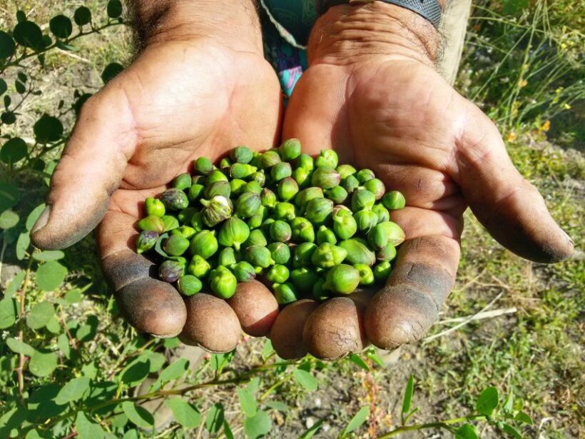 Salina Capers Experience - FAQ