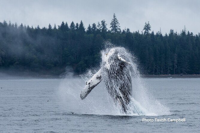 Salish Sea Whale Watching Tour in Campbell River - The Itinerary and Practical Details