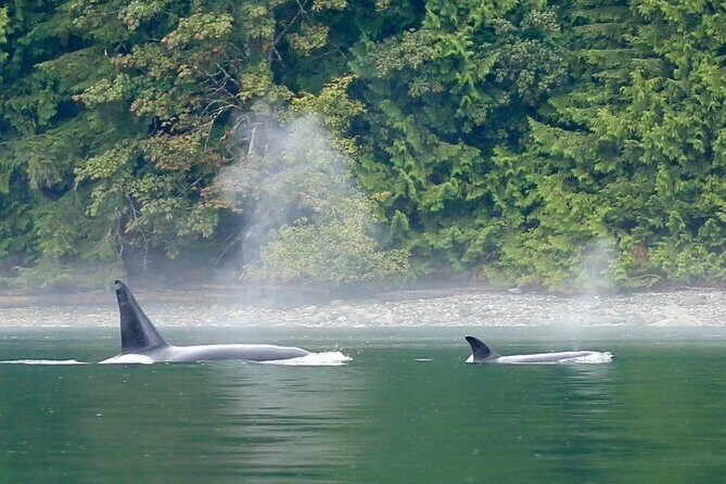 Salish Sea Whale Watching Tour in Campbell River - Final Thoughts