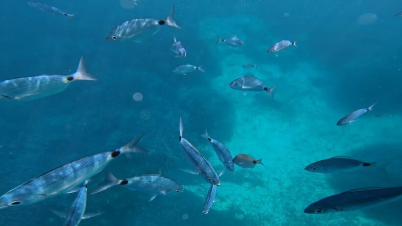 Salou: Private Zodiac Boat Trip Through the Coves of Salou - Final Words