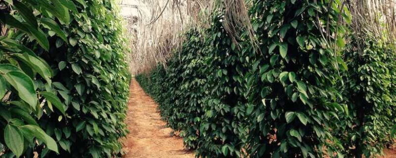 Salt Farm, Secret Lake, Secret Caves & Paper Farm - Who Is This Tour Best For?