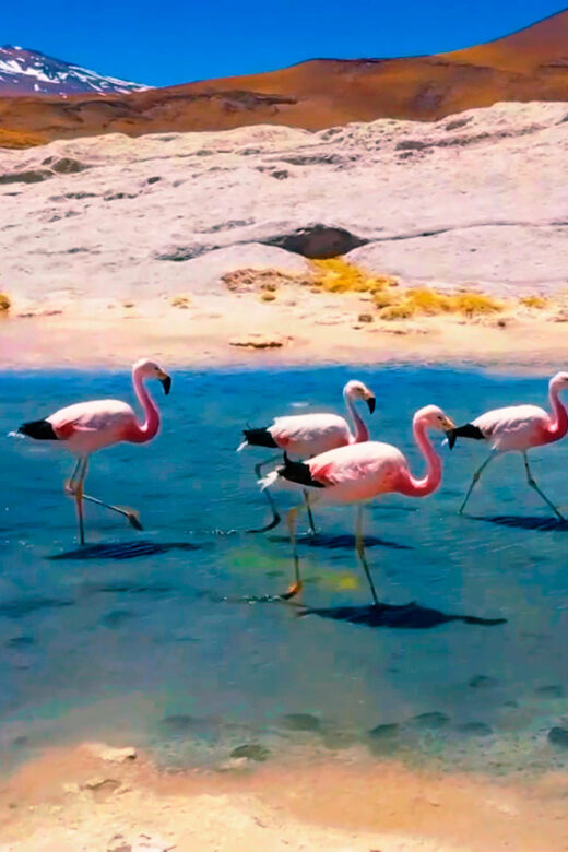 Salt Flats Expedition - Intimate Journey + Culinary Delights - Authentic Experiences and Hidden Gems