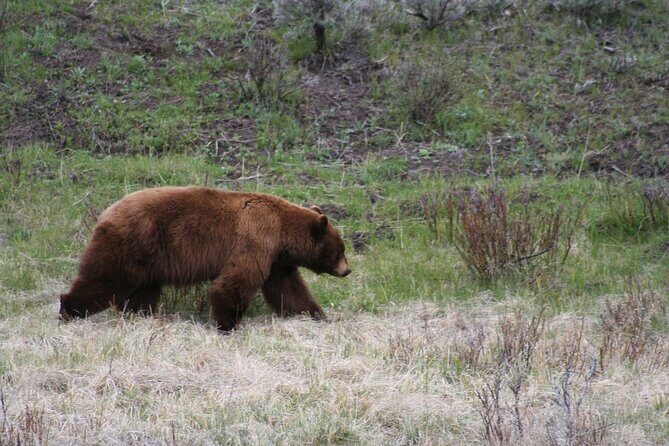 Salt Lake City Departure Yellowstone Park 3-day Panoramic Tour - FAQ