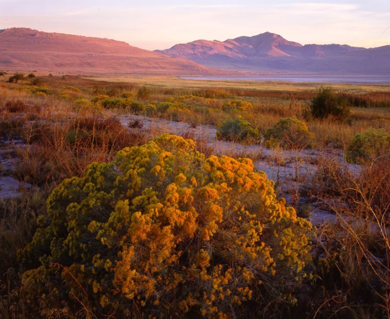 Salt Lake City: Great Salt Lake Antelope Island Guided Tour - Why This Tour Works Well