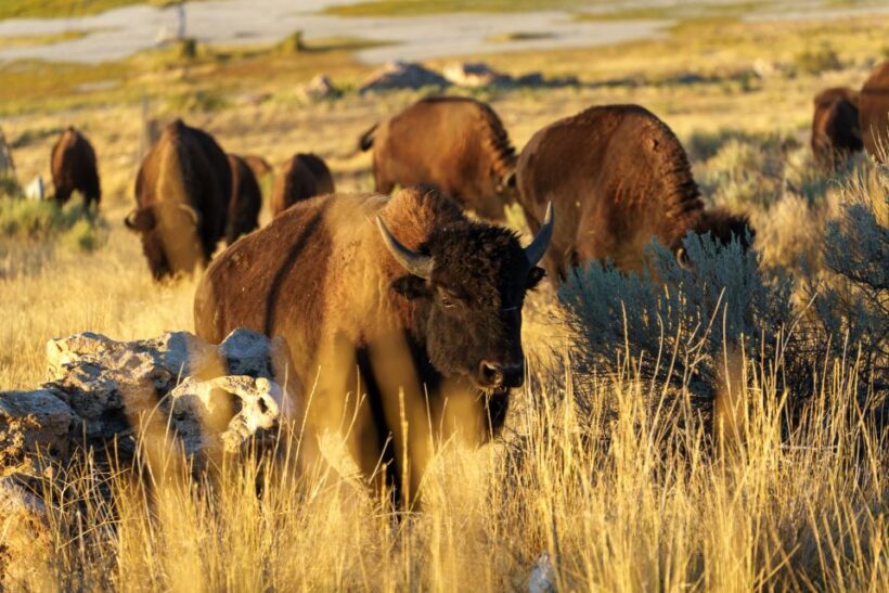 Salt Lake City: Great Salt Lake Wildlife & Sunset Experience - Breaking Down the Experience