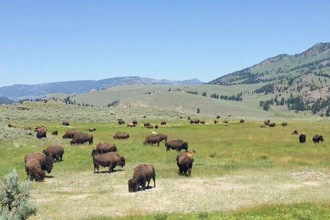 Salt Lake City to Yellowstone and Grand Teton 3 Day Tour - Frequently Asked Questions
