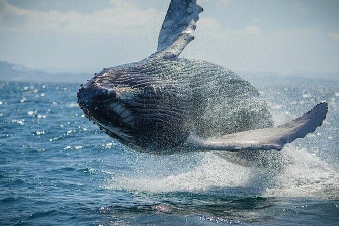 Samaná Adventure El Limón Waterfall Cayo Levantado Island Tour - Key Points