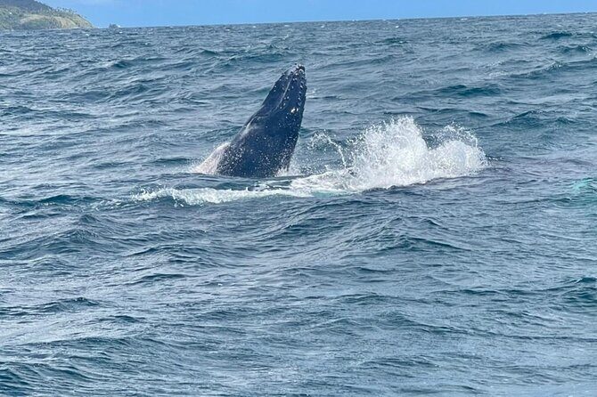 Samana, Bacardi Island Horse Limon Waterfall - Who Will Love This Tour?