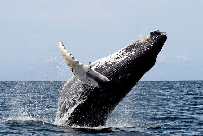 Samana Bay and Cayo Levantado Whale Watching Tour from Punta Cana - Authentic Traveler Perspectives