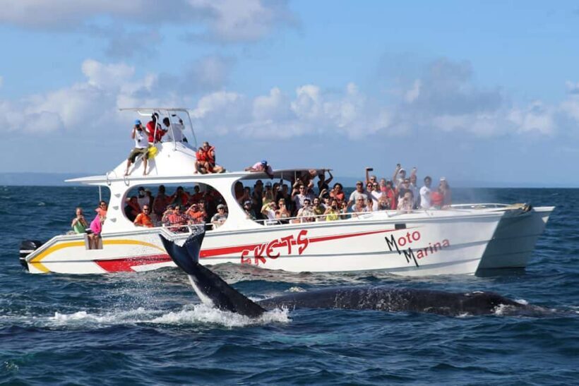 Samana: Bay of Samana Whale Watching Experience - An In-Depth Look at the Whale Watching Experience in Samaná Bay