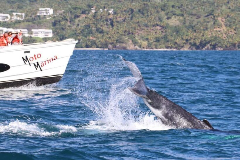 Samana: Bay of Samana Whale Watching Experience - What to Keep in Mind