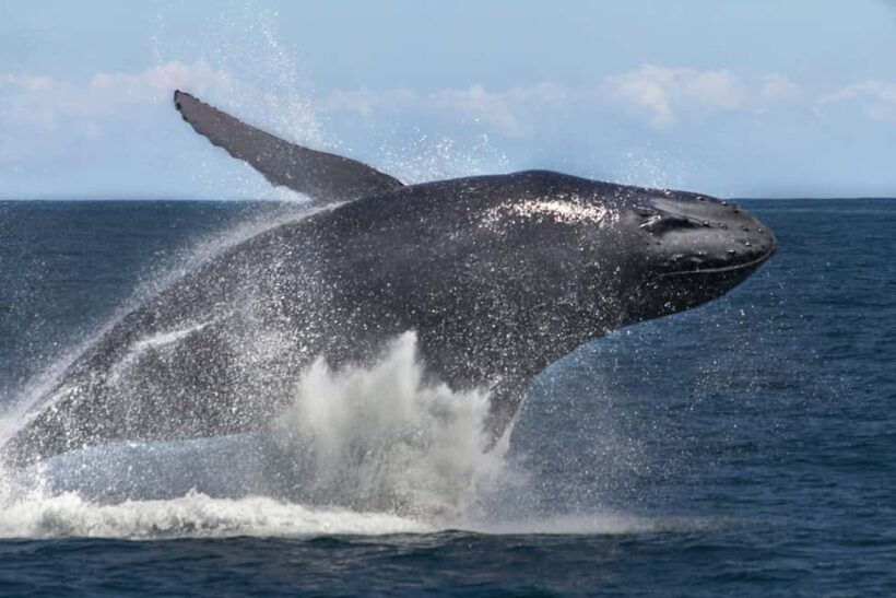 Samana: Bay of Samana Whale Watching Experience - Final Thoughts: Is This Tour for You?