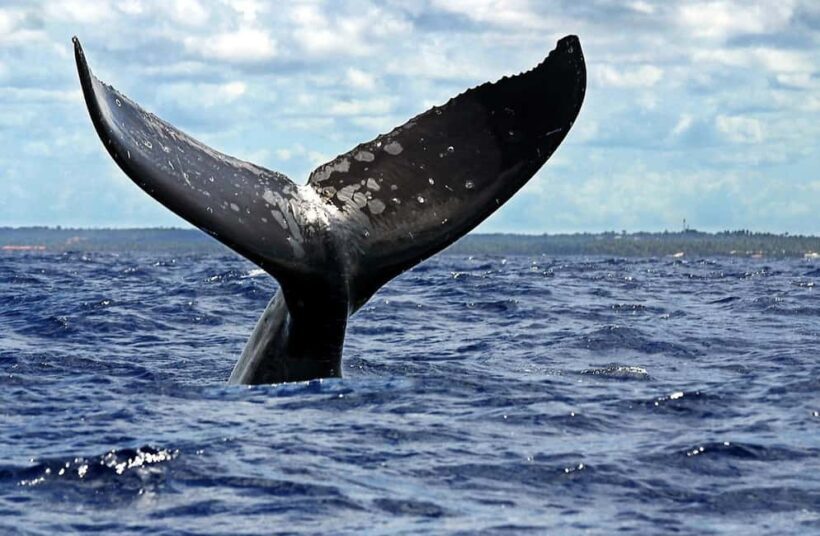 Samana: Catamaran Cruise to Bacardi Island & Whale Watching - FAQs