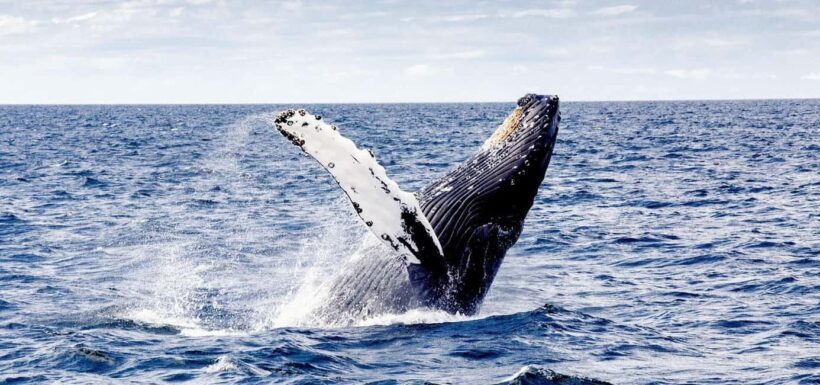 Samaná from Punta Cana: Cayo and Waterfall + Whale Watch - Key Points