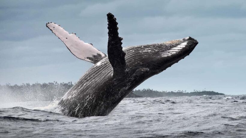 Samana: Half Day Whale Watching Humpback Whale Watching - Frequently Asked Questions